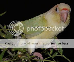 Mutation Greencheeks